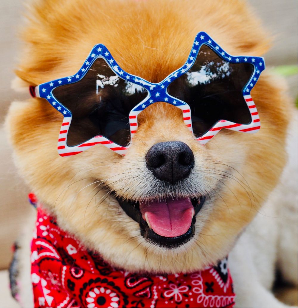 How to Calm an Anxious Dog During Fireworks | Paws Off the Panic ...
