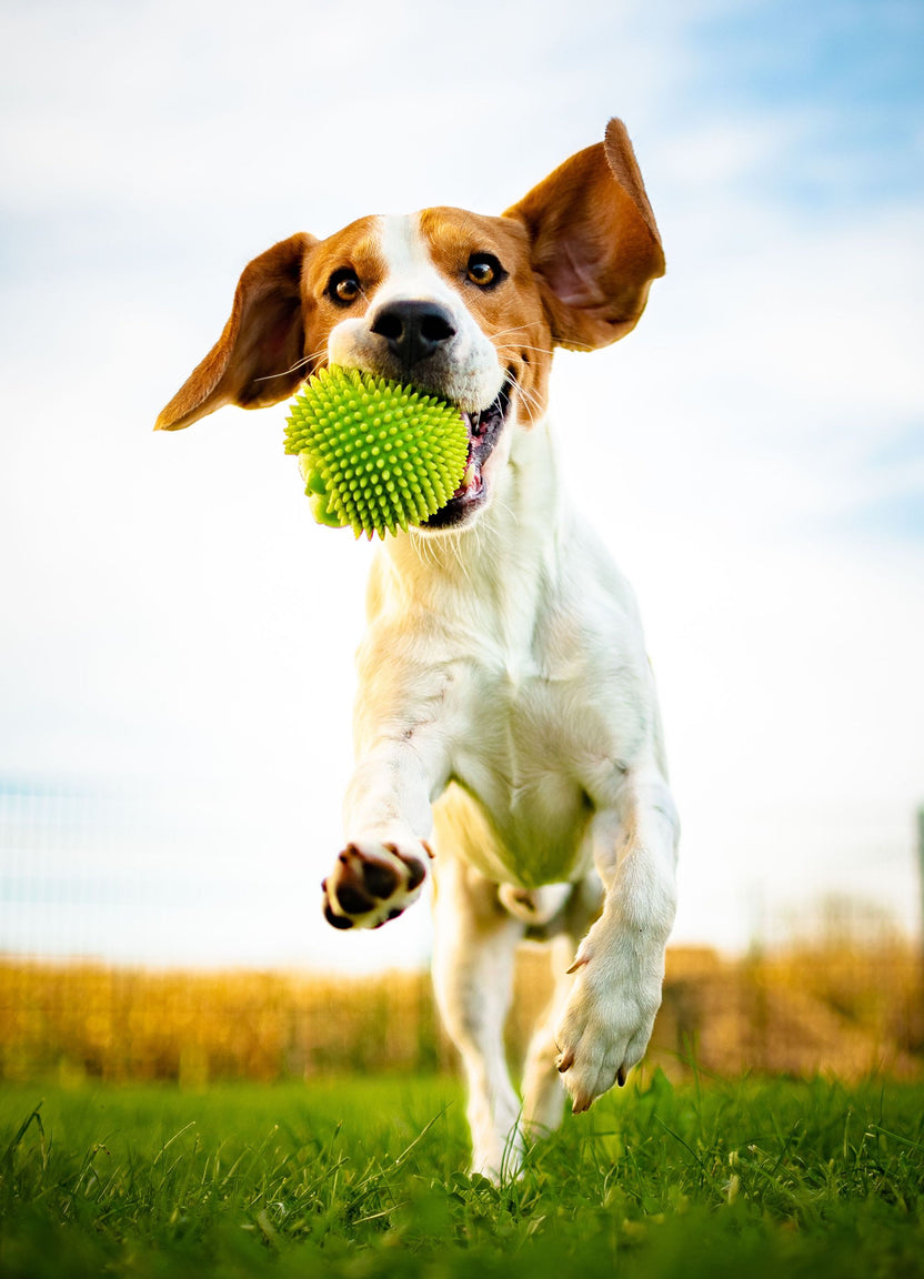 Dog Ingestion Guide: What They Ate, Why It’s Risky, and What To Do ...